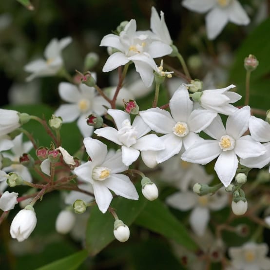 Deutzia setchuenensis Corymbiflora Pot de 2L/3L - Gamm vert