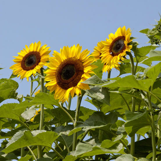 Graines de Tournesol géant Titan extra-tall - Helianthus annuus le ...