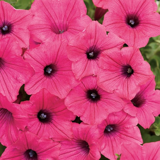 Pétunia Supertunia Vista Fuchsia Mini-motte 4 cm (par 5) - Gamm vert