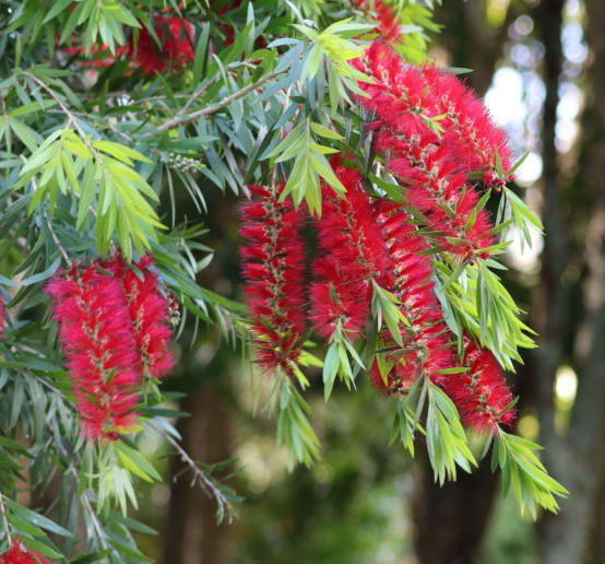 Callistemon viminalis 'Captain Cook' (Rince bouteille) Taille:Pot de ...