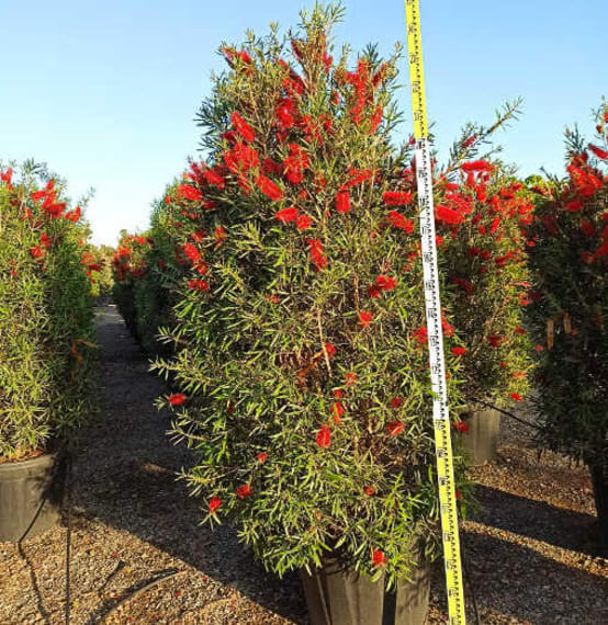 Callistemon viminalis 'Captain Cook' (Rince bouteille) Taille:Pot de ...
