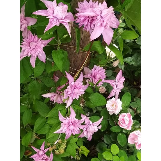 Clématite - Clematis Multi Pink Pot de 2L/3L - Gamm vert