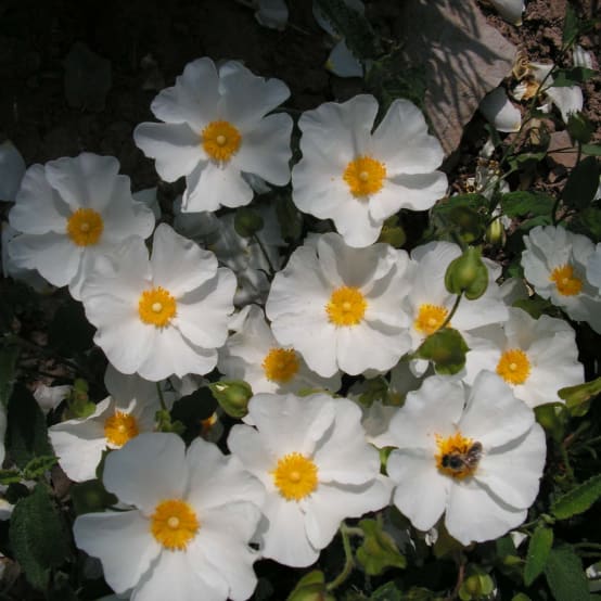Cistus corbariensis - Ciste des Corbières Pot de 2L/3L - Gamm vert