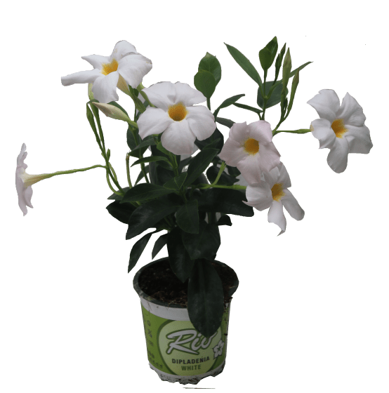 Dipladénia rio blanc pot 10.5cm - Gamm vert