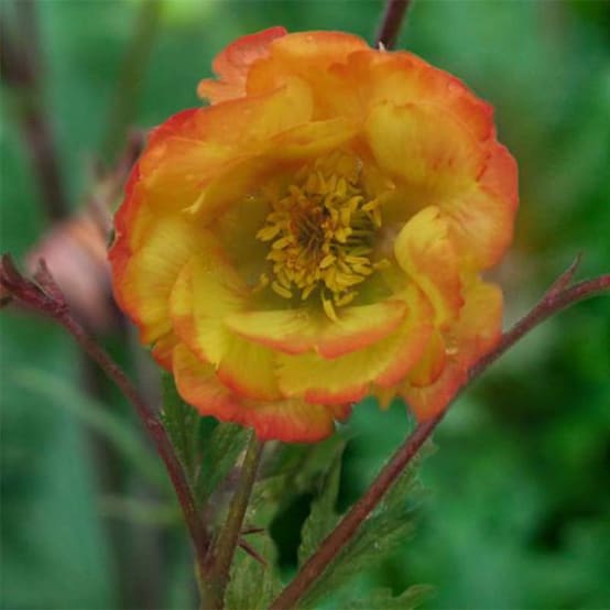 Geum Nonna - Benoîte Godet de 7/8 cm - Gamm vert