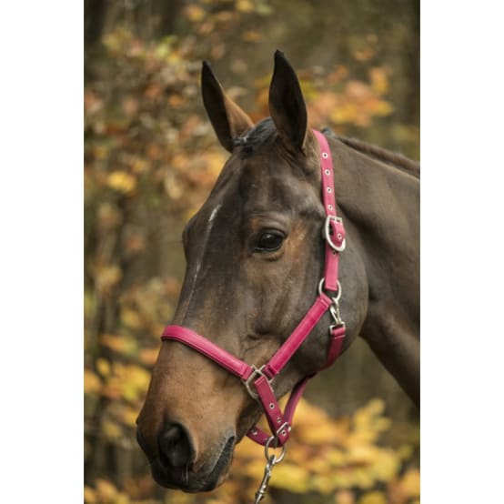 Licol LAMI-CELL "LC" - Taille cheval Lami-Cell Couleurs Framboise ...