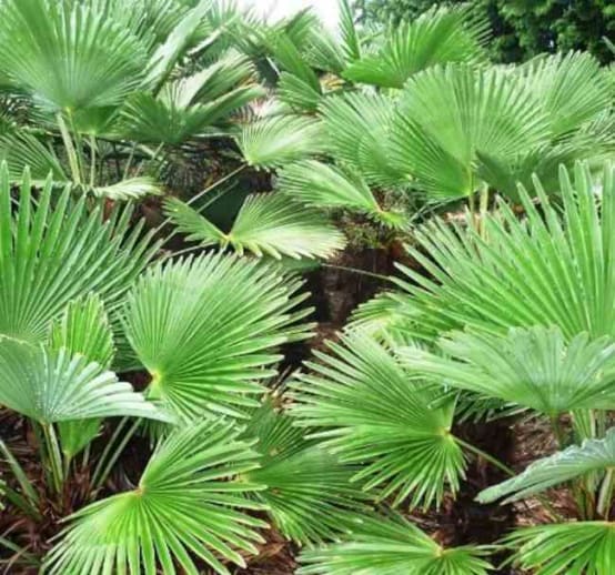 Archontophoenix alexandrae (Palmier royal) SPÉCIMEN Couleur floraison ...