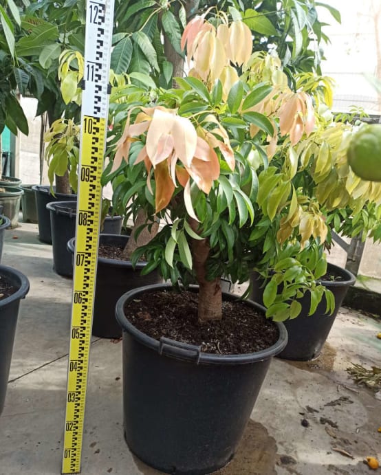 Litchi sinensis variété Wai Chee Taille:Pot de 80L - Total 175/200cm ...