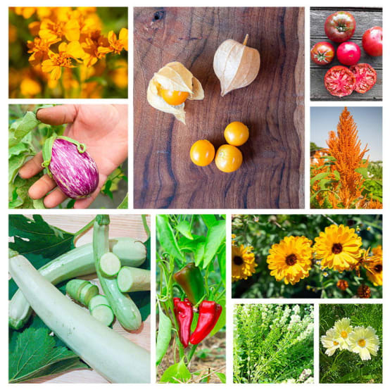 Assortiment de graines Potager en climat chaud - Gamm vert