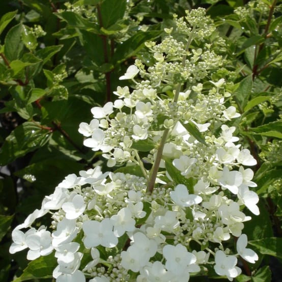 hydrangea paniculata unique hauteur