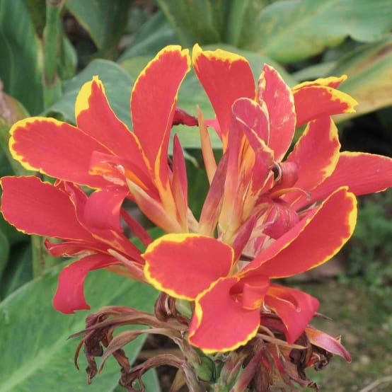 Canna Lucifer - Balisier nain à fleurs rouge liséré de jaune d'or et à ...