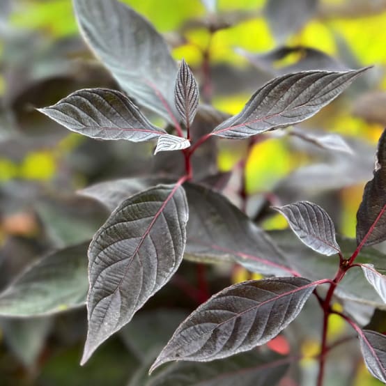 Cornus alba Nightfall - Cornouiller blanc Pot de 3L/4L - Gamm vert