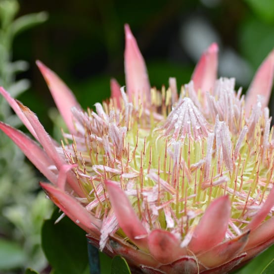Protea Little Prince - Protée royale Pot de 2L/3L - Gamm vert