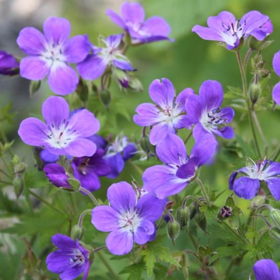 Geranium vivace sylvaticum Ice Blue Godet de 8/9 cm - Gamm vert