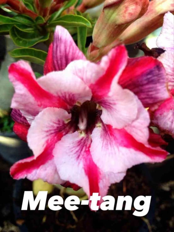 Adenium obesum cv Mee-tang Couleur floraison:Rose - Taille:Caudex d ...
