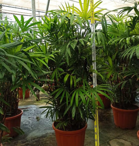 Rhapis excelsa (Palmier bambou) SPÉCIMEN Taille:Pot de 80L - 225/250cm ...