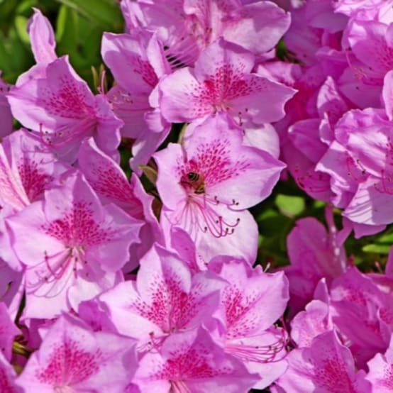 Rhododendron du Japon 'Purple Splendor' (Azalea japonica 'Purple ...