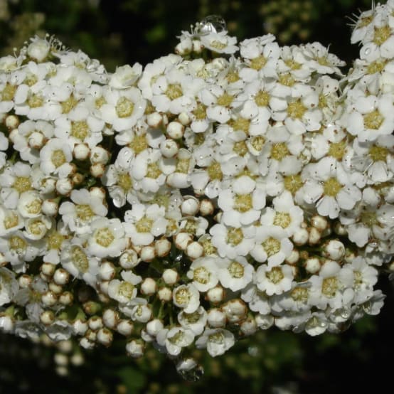 Spirée nipponica Snowmound, Spiraea à fleurs Blanche - feuillage Caduc - Pot de 4L - 40/60 cm ...