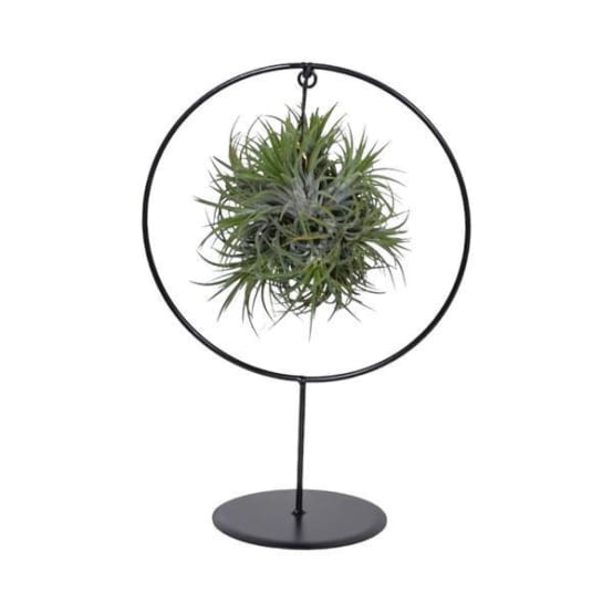 Tillandsia sur socle Ø17cm 30cm - Plante d'intérieur- La Green Touch ...