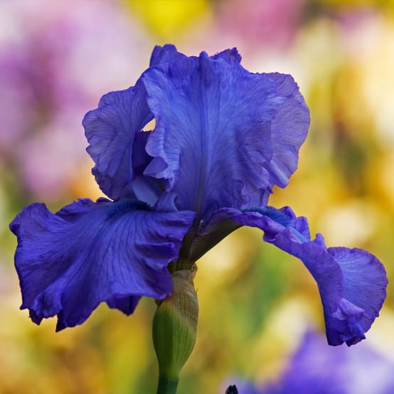 Iris germanica Storm Center - Iris des Jardins Rhizome, Calibre 4/6 ...