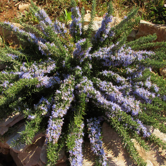 Romarin rampant - Rosmarinus officinalis Prostratus en pot de 2L - Gamm ... Romarin rampant - Rosmarinus officinalis Prostratus en pot de 2L - Gamm ...