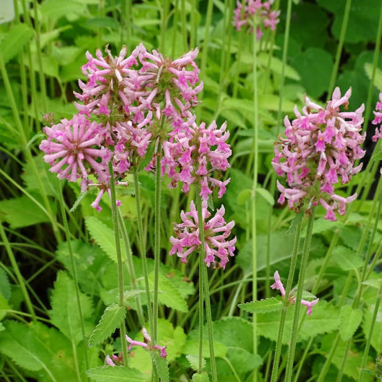 Stachys officinalis Pink Cotton Candy - Bétoine officinale Pot de 2L/3L ...