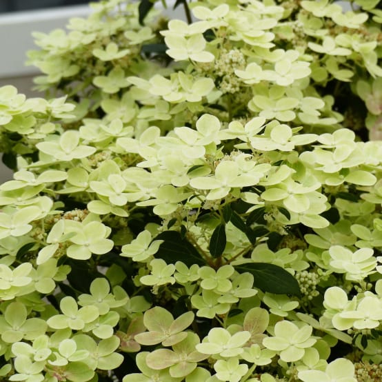 Hydrangea paniculata Polestar - Hortensia paniculé Pot de 3L/4L - Gamm vert