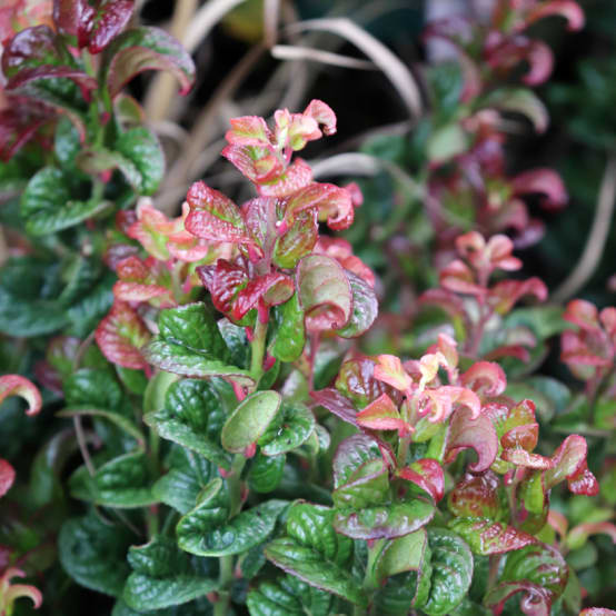 Leucothoe axillaris Curly Red en pot de 2L/3L - Gamm vert