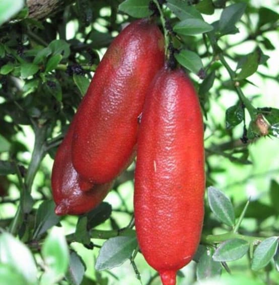 Microcitrus australasica pulpe verte (Caviar de citron) Taille:Pot de 9 ...