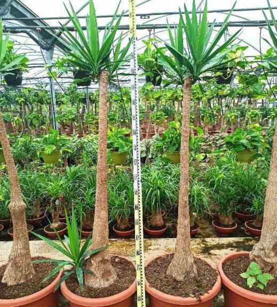 Yucca Elephantipes (Yucca pied d'éléphant) Couleur floraison:Blanc ...