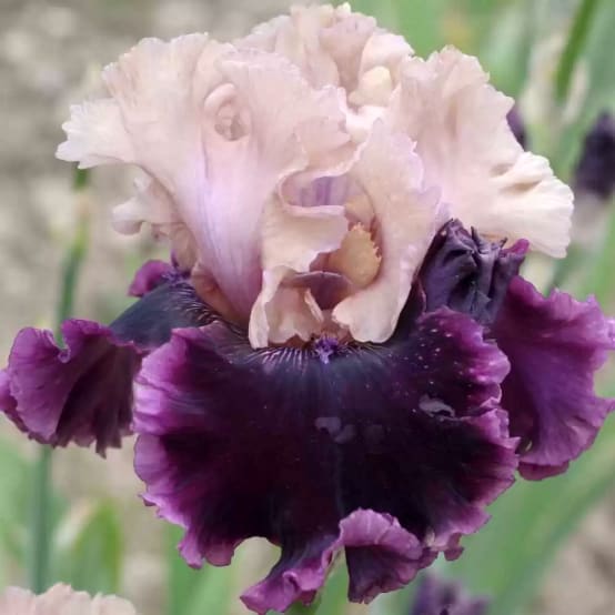 Iris germanica But Darling - Iris des Jardins Rhizome, Calibre 10/15 ...