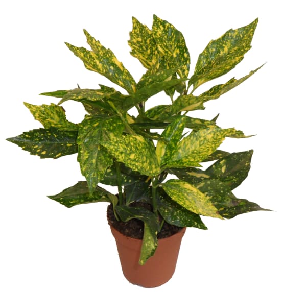 Aucuba du Japon pot 13 cm - Gamm vert