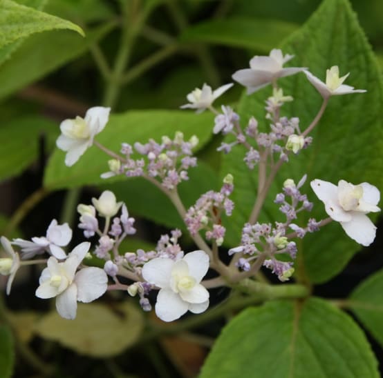 Hortensia - Hydrangea involucrata Yoraku Tama Pot de 4L/5L - Gamm vert