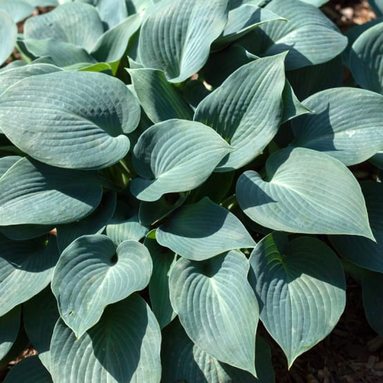 Hosta Blue Mammoth Pot de 1,5L/2L - Gamm vert
