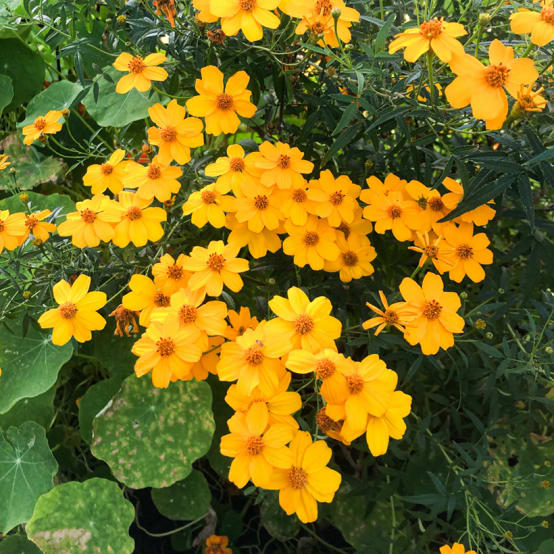 Tagetes lemmonii - Tagète de Lemmon Pot de 3L/4L - Gamm vert
