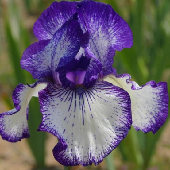 Iris germanica Art Déco - Iris des Jardins Rhizome, Calibre 10/15 ...