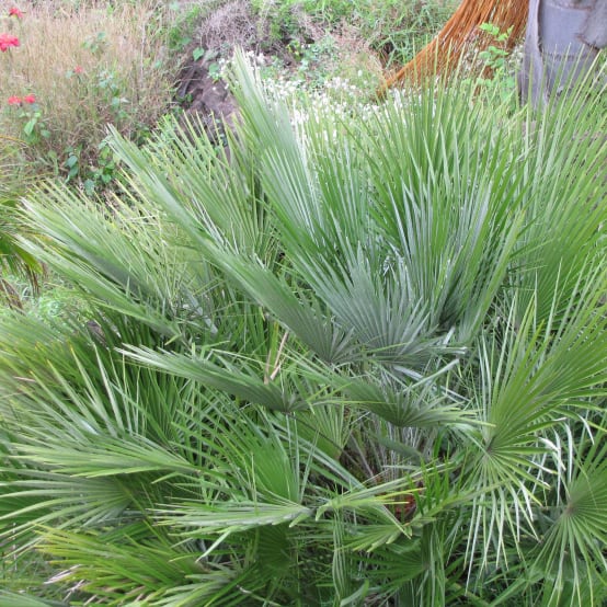 Chamaerops humilis Compacta - Palmier nain Pot de 2L/3L - Gamm vert