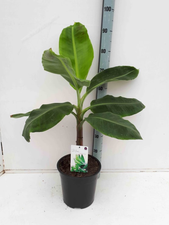 Bananier Musa acuminata cv. SPECIMEN Super dwarf Cavendish Couleur ...