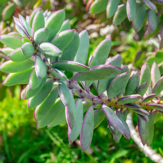 Senecio crassissimus Pot de 7,5L/10L, 25/35 diamètre - Gamm vert