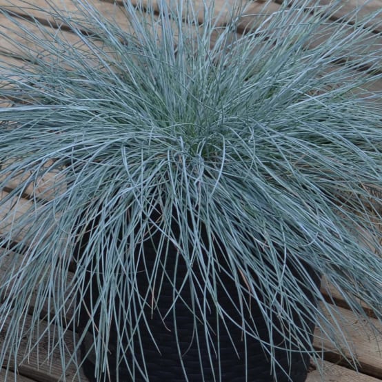 Festuca Intense Blue - Fétuque bleue - godet de 8/9cm - Gamm vert