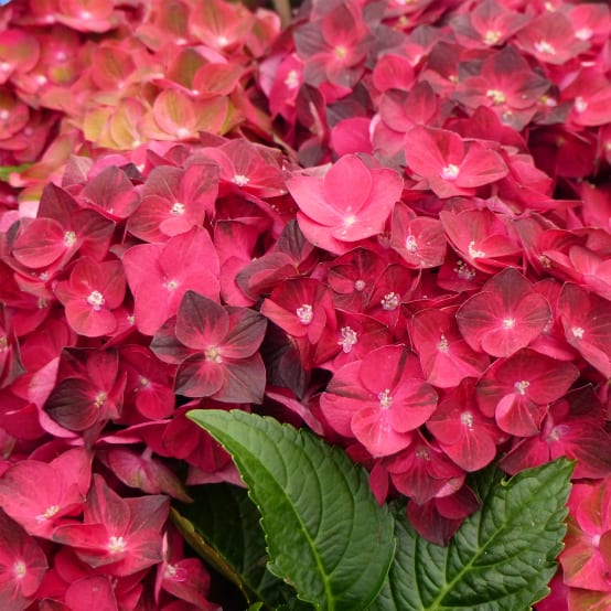 Hortensia - Hydrangea macrophylla Magical Ruby Tuesday Pot de 2L/3L ...