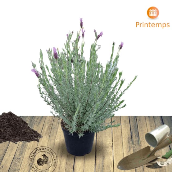 Lavande papillon The Princess® Lavender 'IB910-2' à fleurs Rose ...