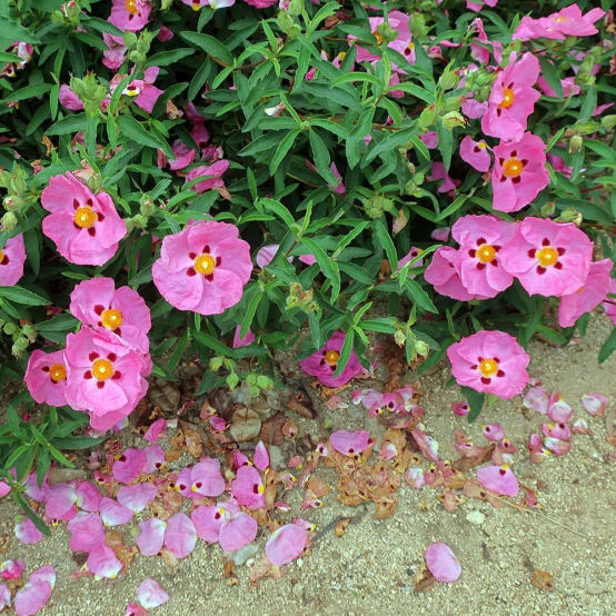 Cistus purpureus Betty Taudevin - Ciste pourpre Pot de 2L/3L - Gamm vert