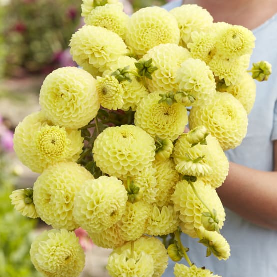 Dahlia balle Clearview Daniel - Bulbe - Gamm vert