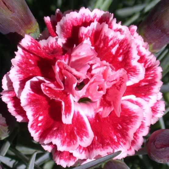 Dianthus Scent First Sugar Plum - Œillet mignardise Pot de 2L/3L - Gamm ...