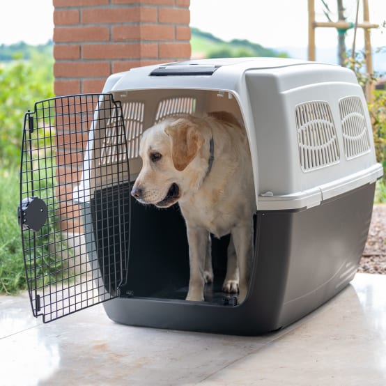 Ferplast Cage de Transport pour Chiens CLIPPER PLUS, IATA, Boite Panier ...
