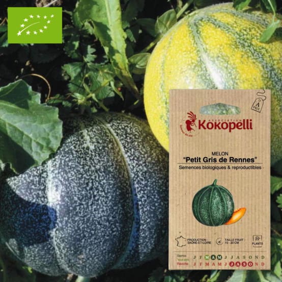Graines bio à semer - Melon Petit Gris de Rennes- Association Kokopelli ...