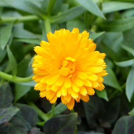 Calendula Powerdaisy Tango - Souci Mini-motte 3,5 cm (par 3) - Gamm vert