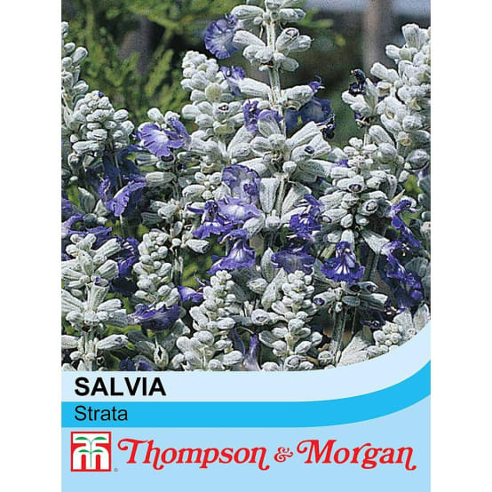 Graines de Salvia farinacea Strata - Sauge farineuse Graines - Gamm vert