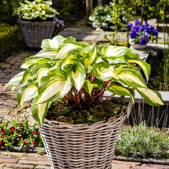 Hosta Raspberry Sundae Pot de 1,5L/2L - Gamm vert